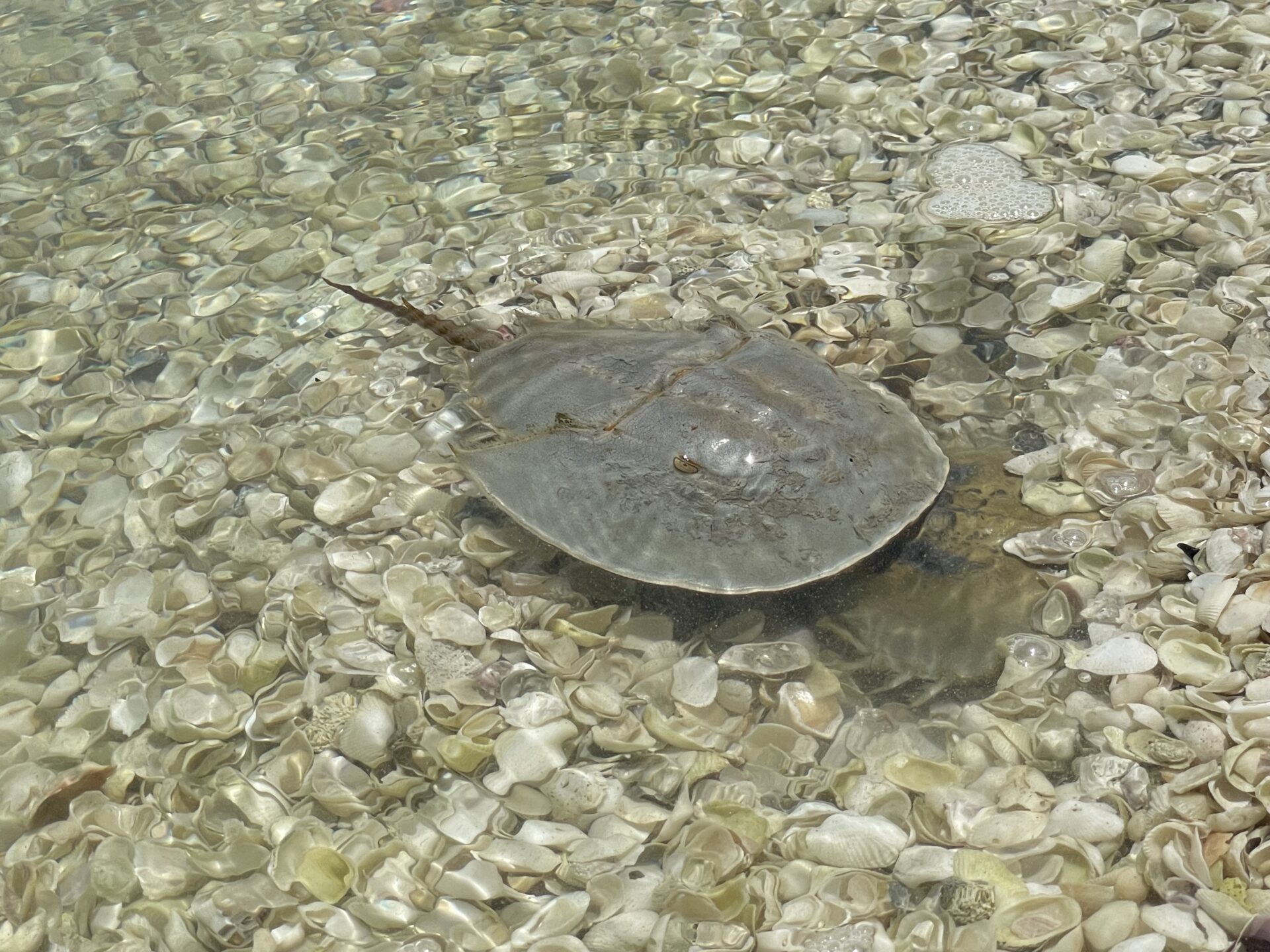 Coming to a Shore Near You! Nesting Season for the Atlantic Horseshoe ...