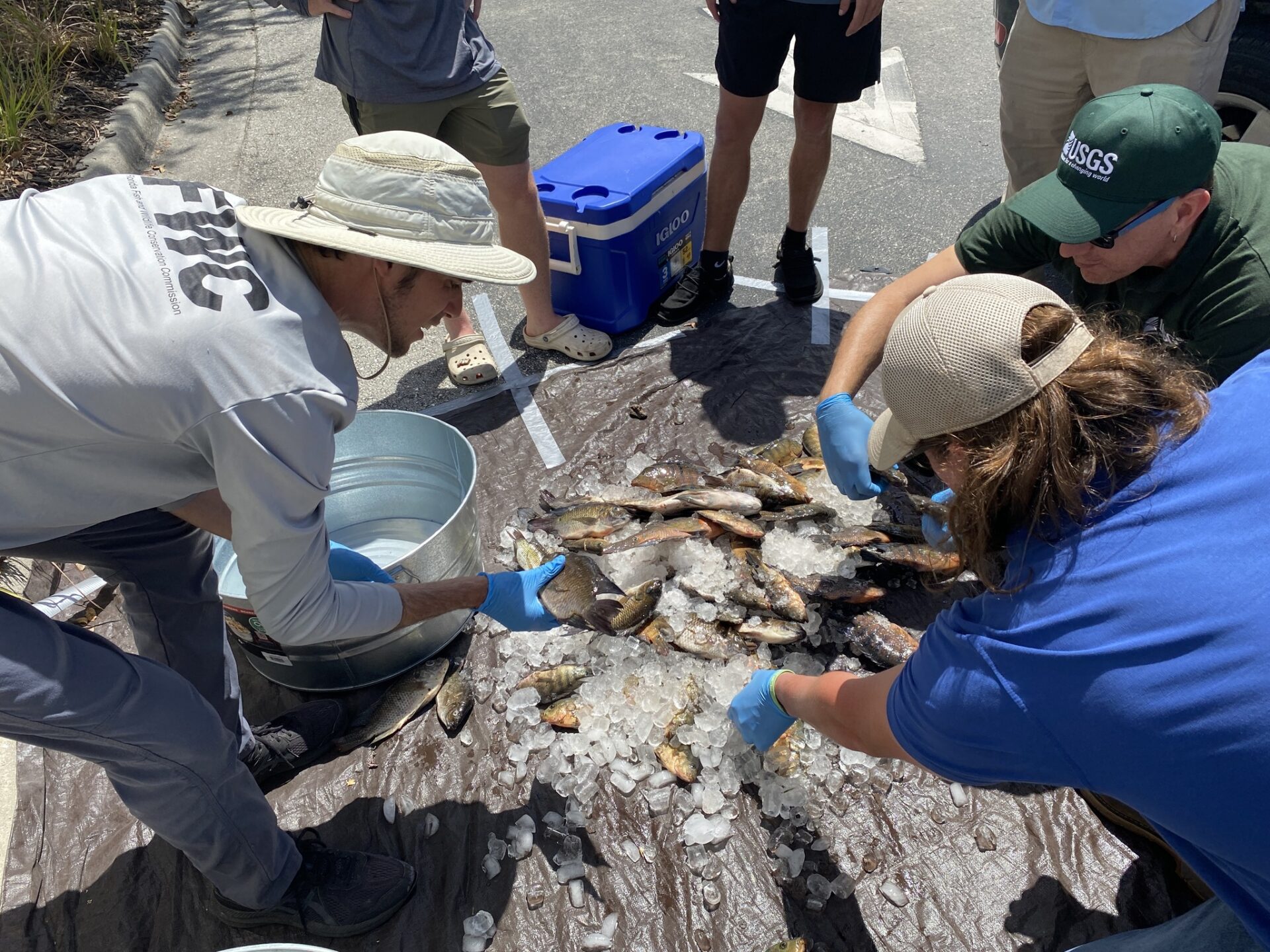 Register for the 2025 SWFL Invasive Freshwater Fish Roundup! | Keep ...